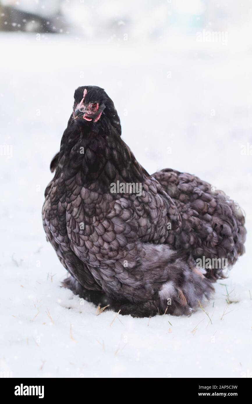 Pekin hen hi-res stock photography and images - Alamy