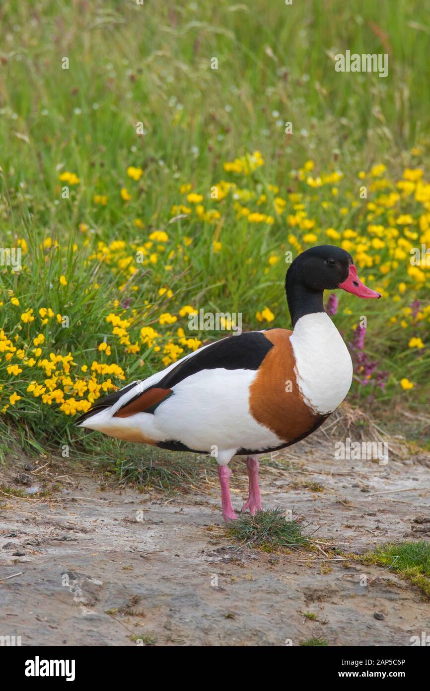 Common shelduck (Tadorna tadorna) male in salt marsh / saltmarsh Stock ...