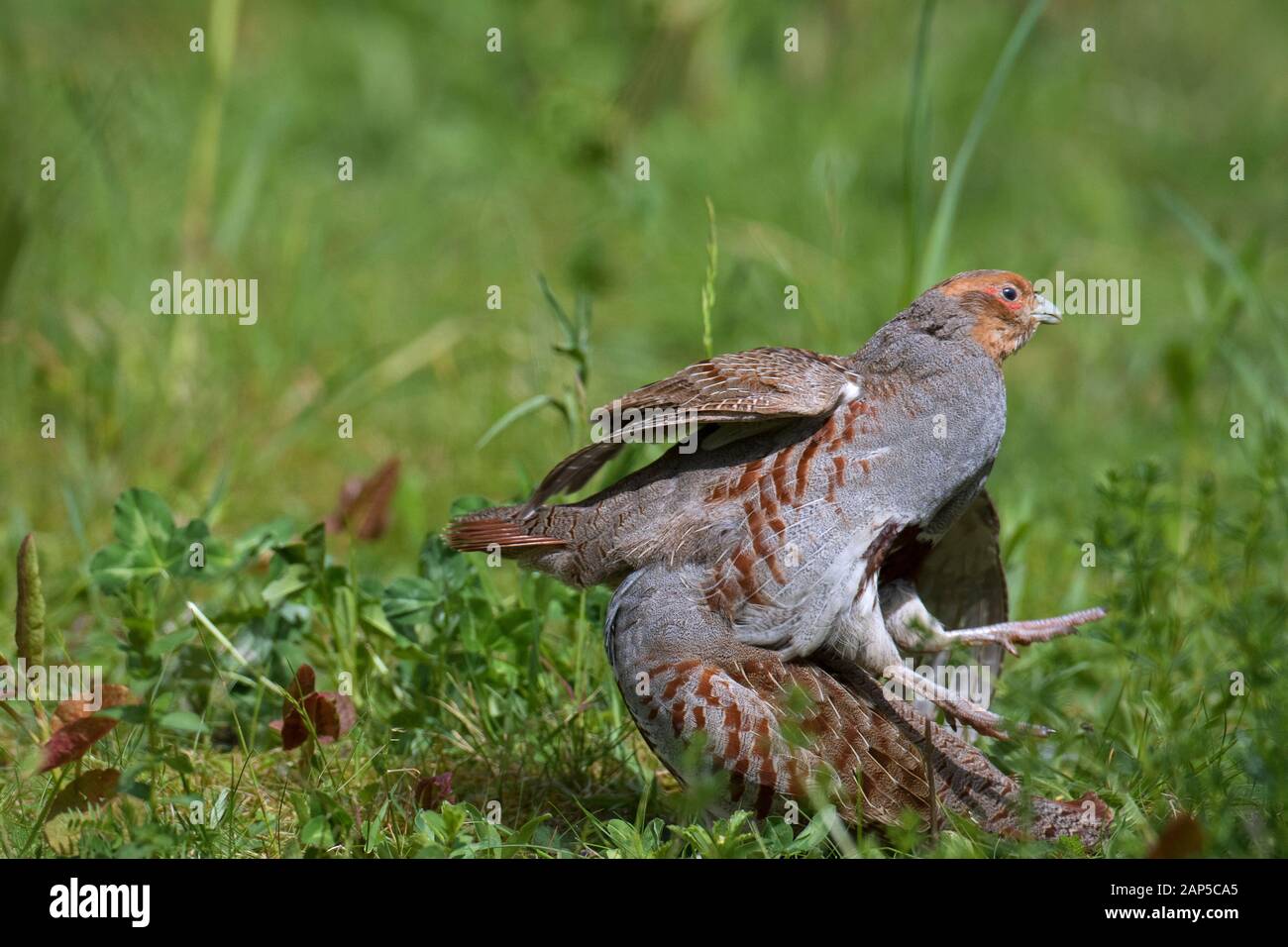 Two territorial male grey partridges / English partridge cocks / huns ...