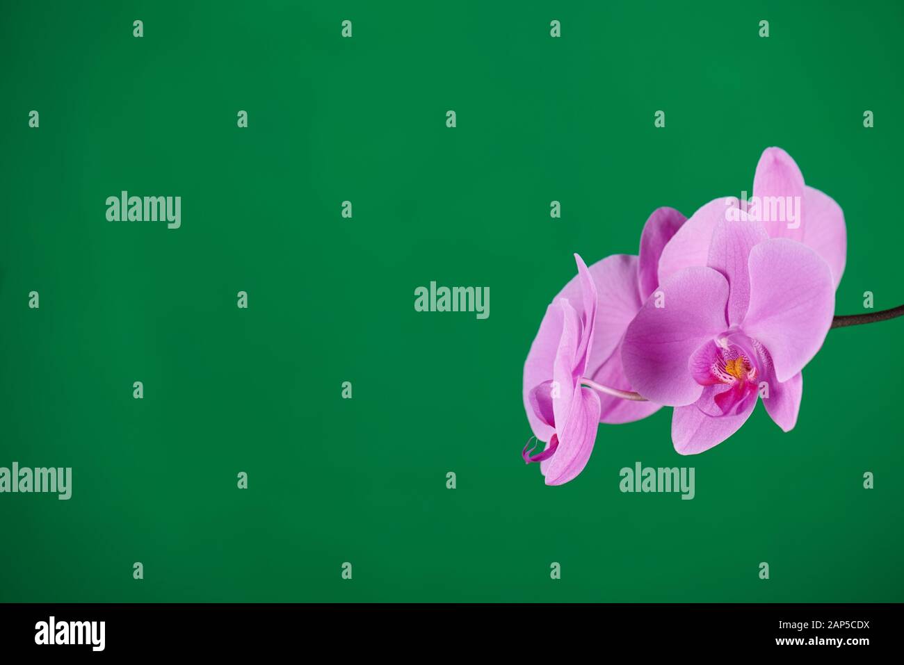 Chroma key frame hi-res stock photography and images - Alamy