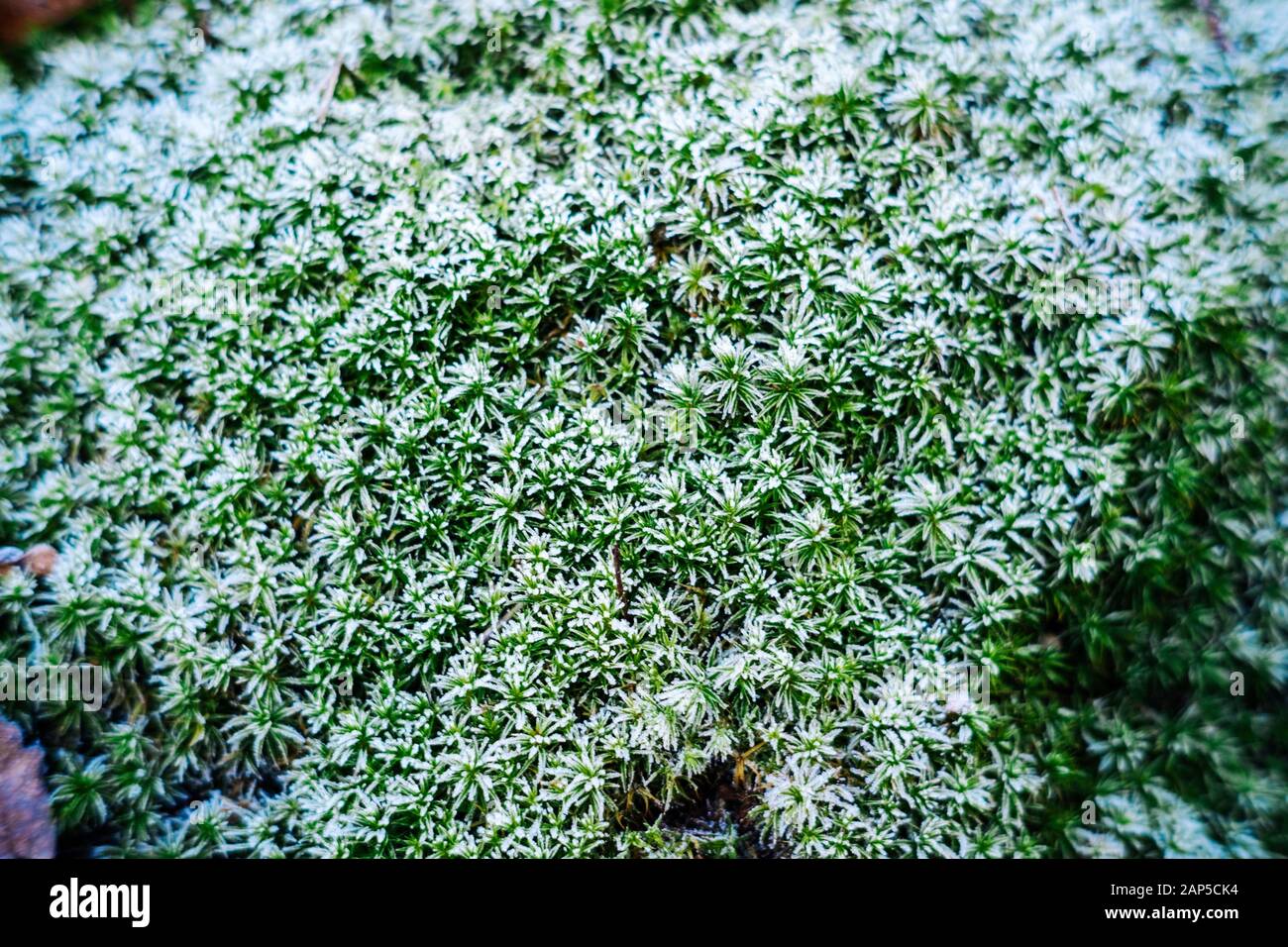 Frozen moss hi-res stock photography and images - Alamy