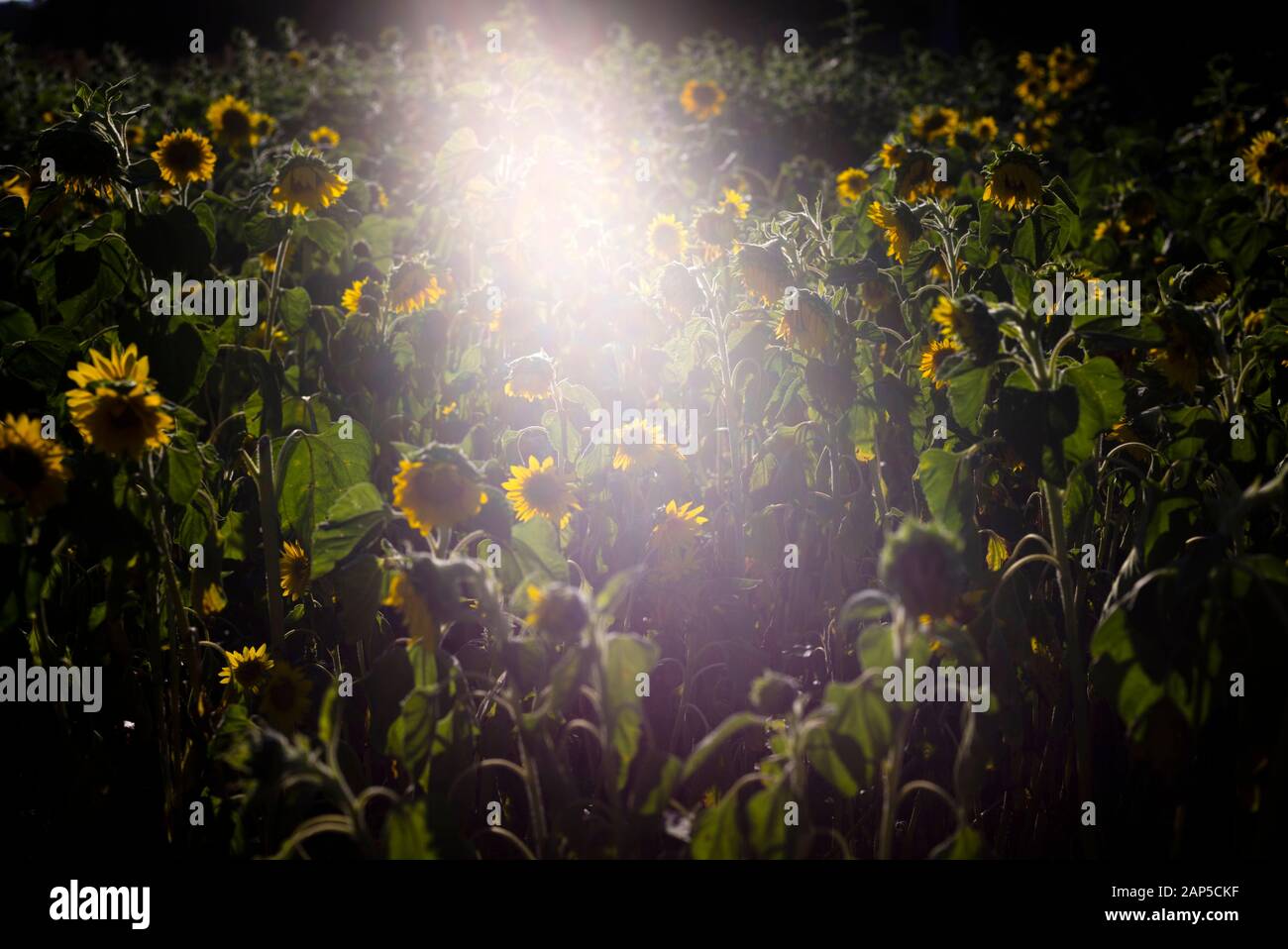 Backdraft hi-res stock photography and images - Alamy