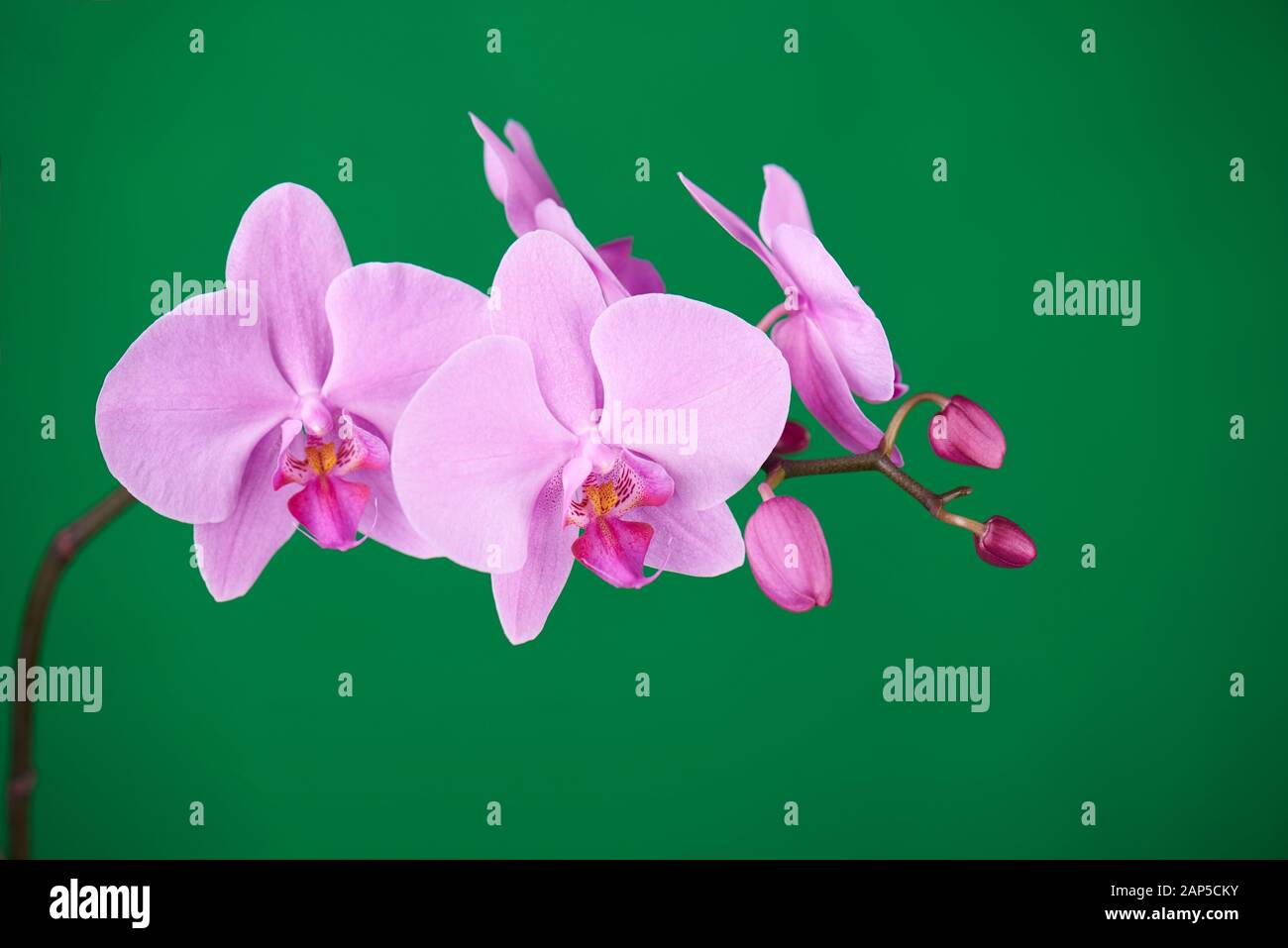 Chroma key background hi-res stock photography and images - Alamy