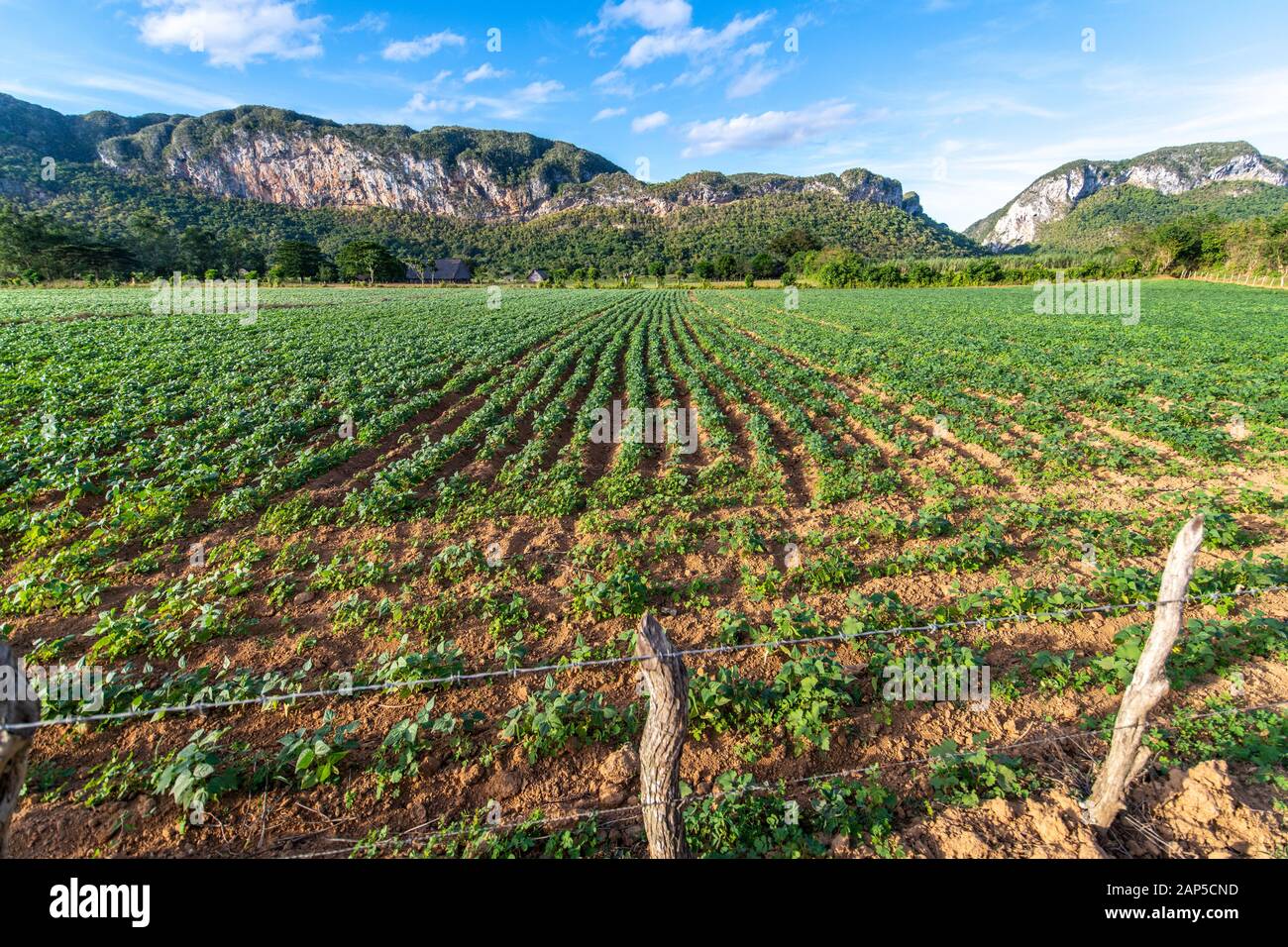 Cuban farm hi-res stock photography and images - Alamy