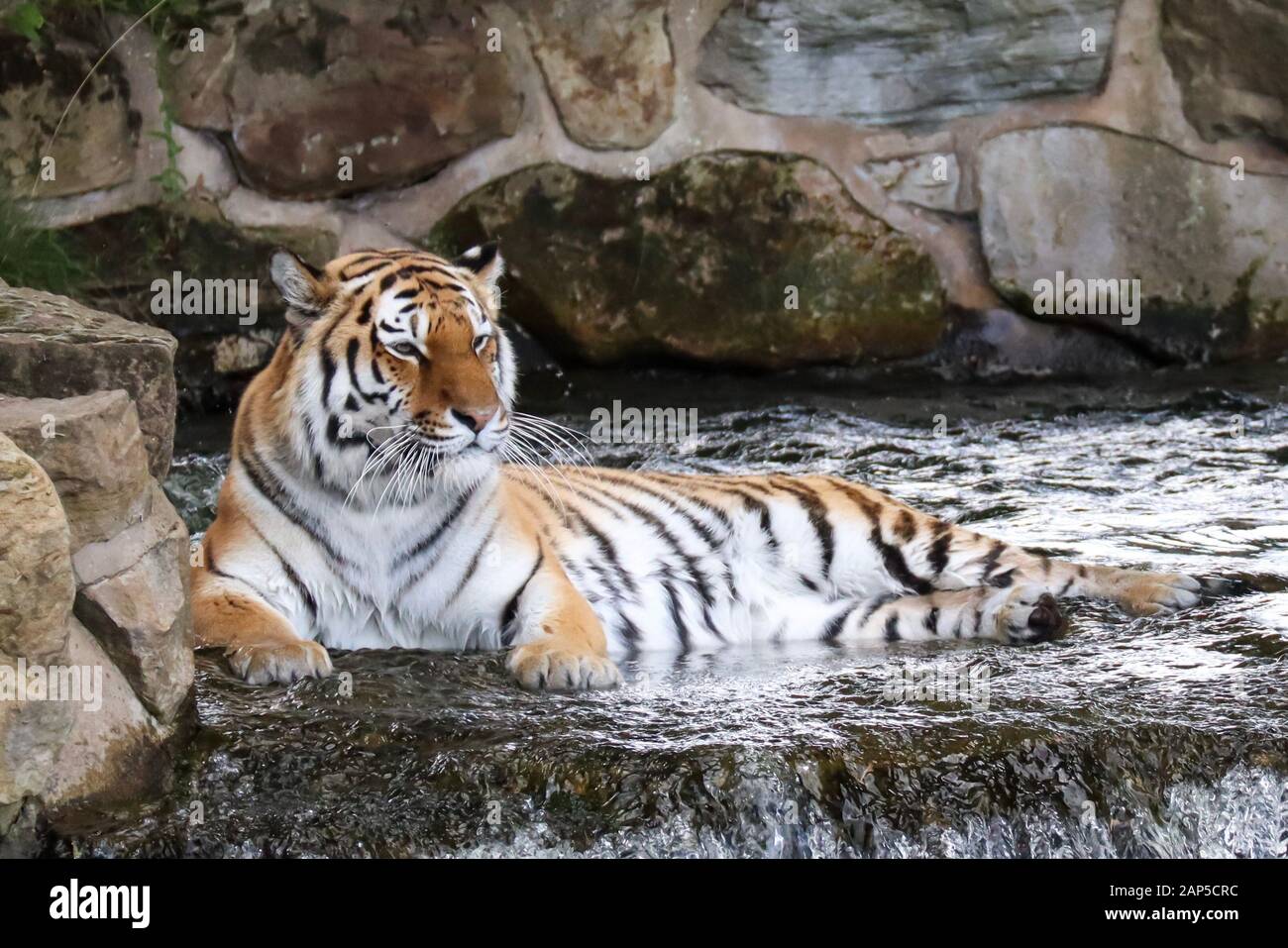 Tiger at waterfall hi-res stock photography and images - Alamy