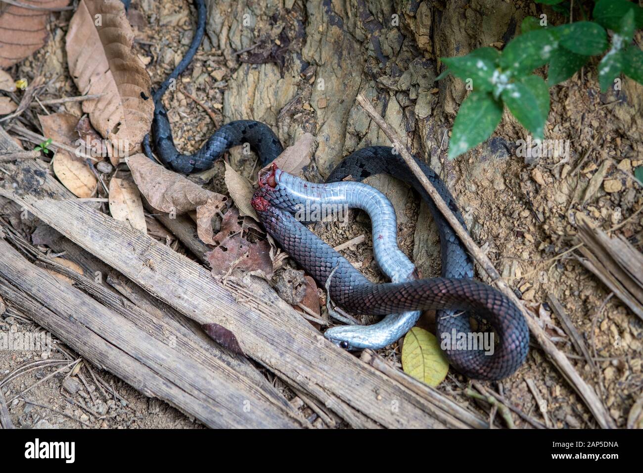 Dead snake hi-res stock photography and images - Alamy