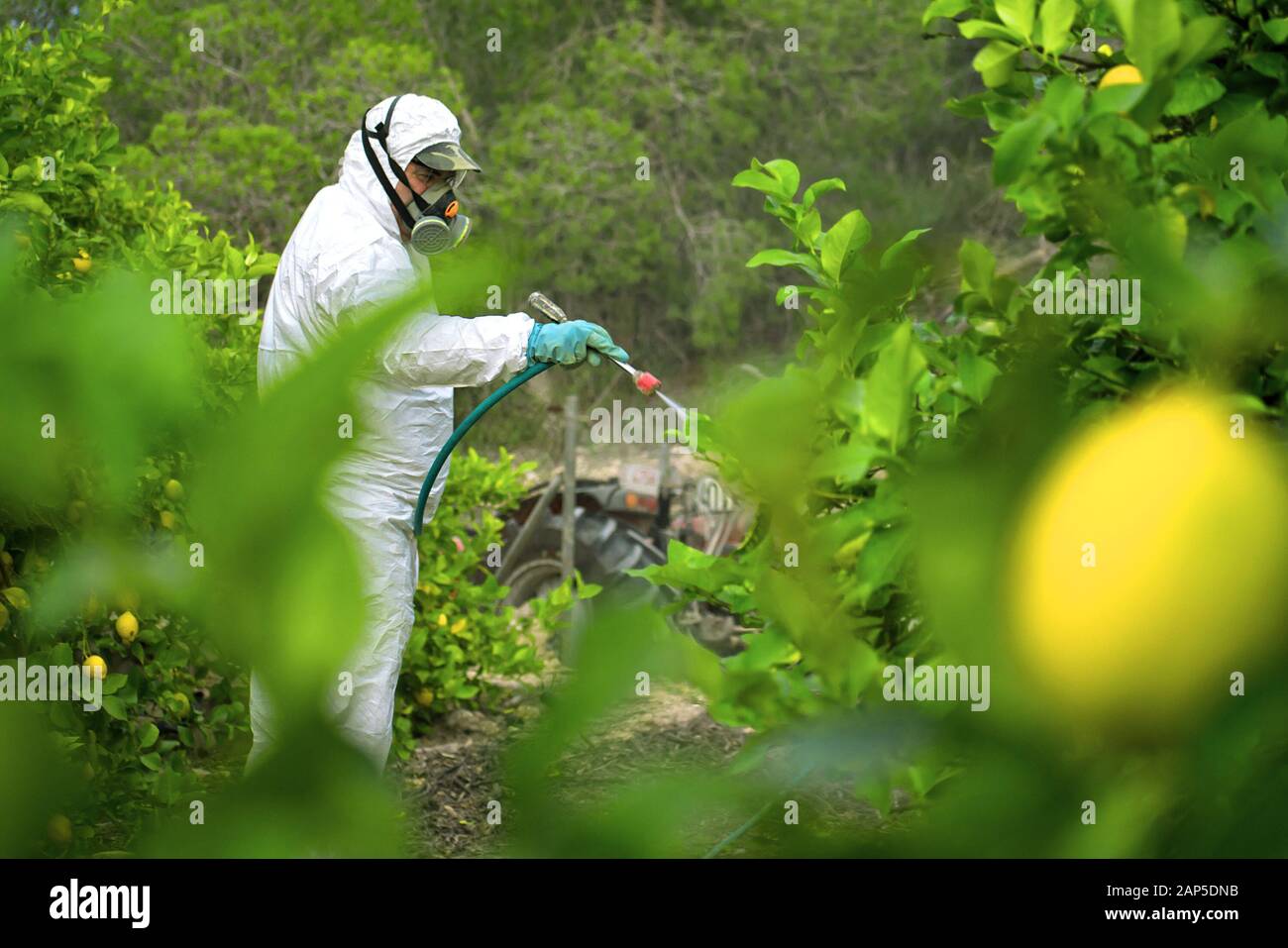 Weed insecticide fumigation. Organic ecological agriculture. Spray ...