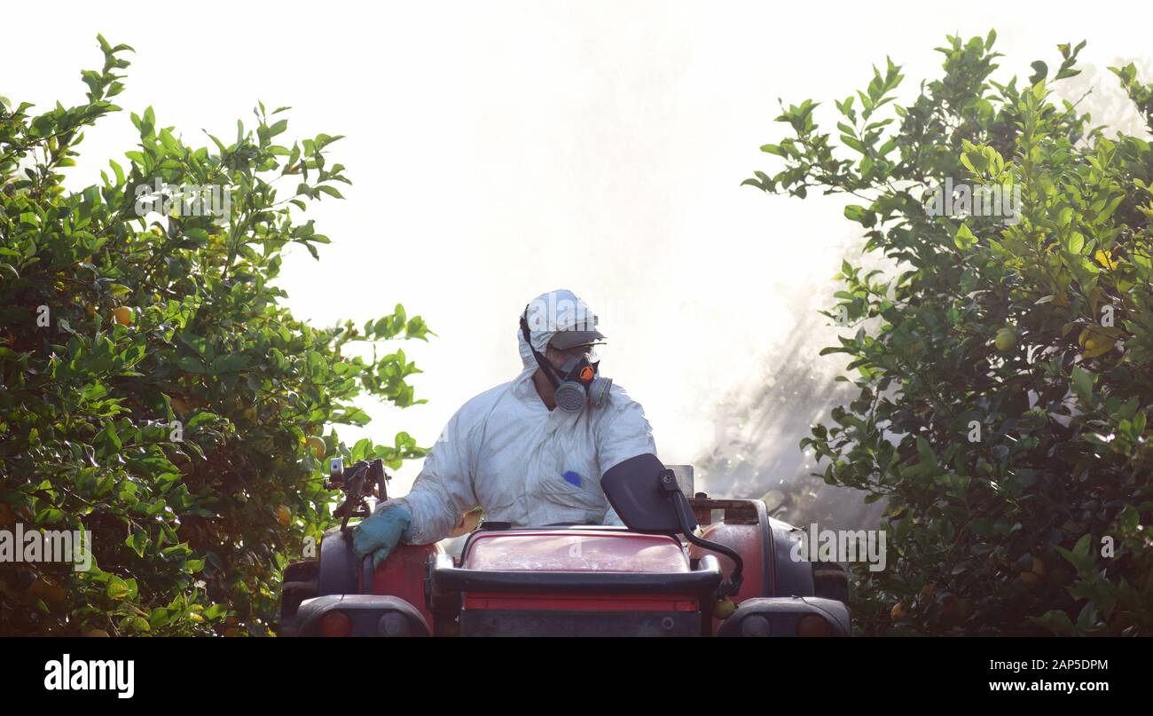 Tractor spraying pesticide and insecticide on lemon plantation in Spain ...