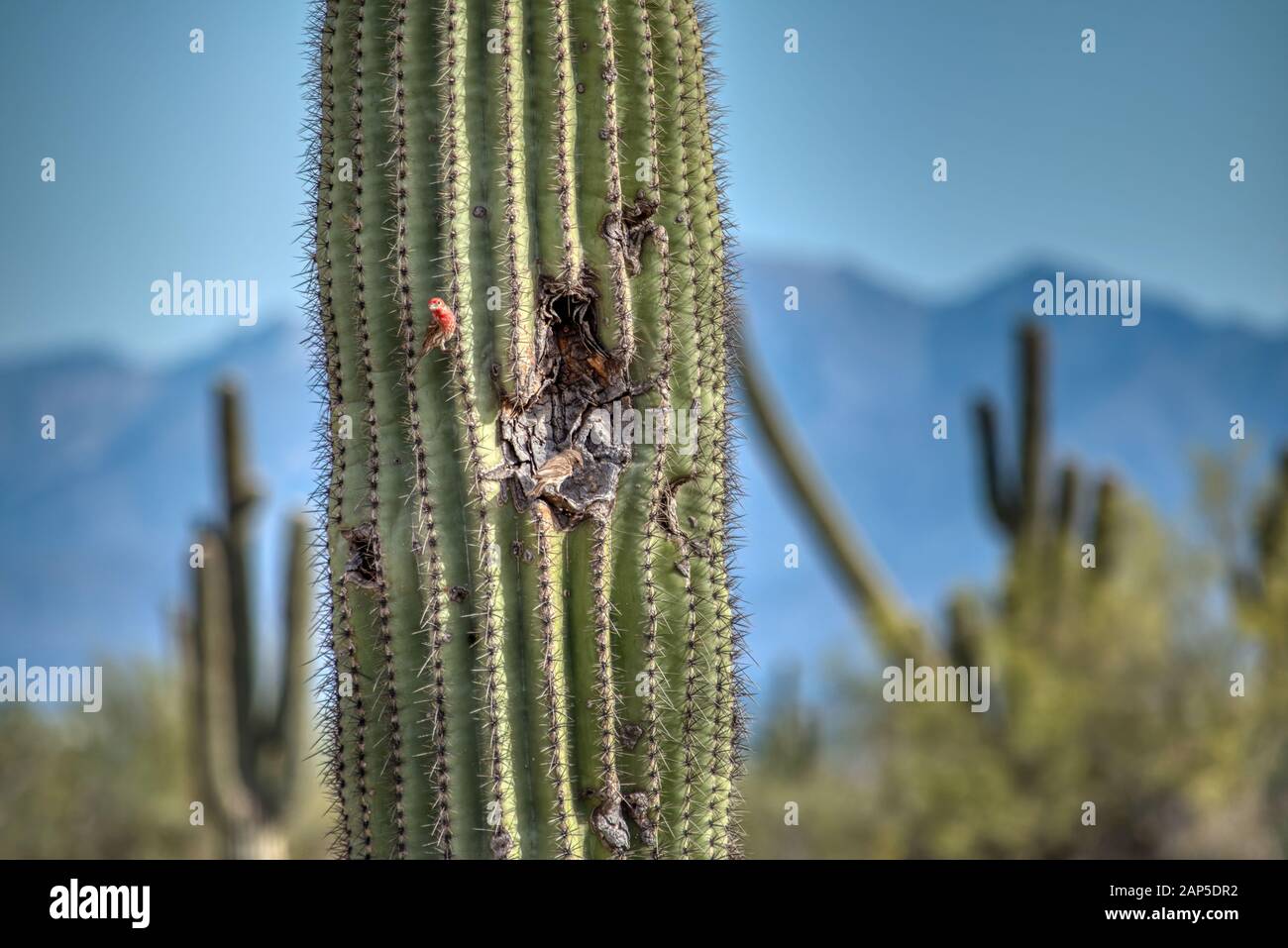 Pear tree camping hi-res stock photography and images - Alamy