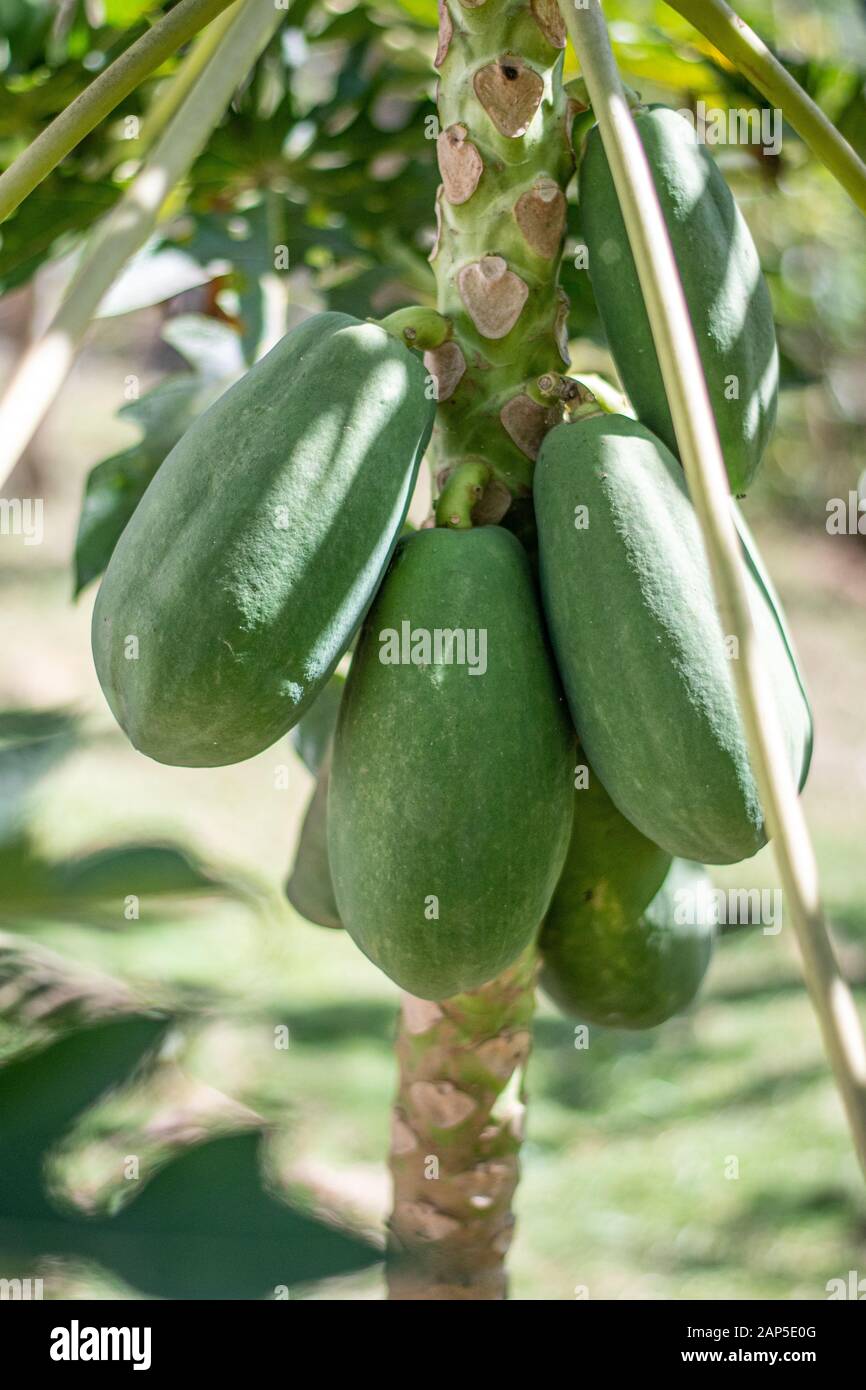 Papayas growing from the trunk of a tree , Vinales, Cuba Stock Photo ...