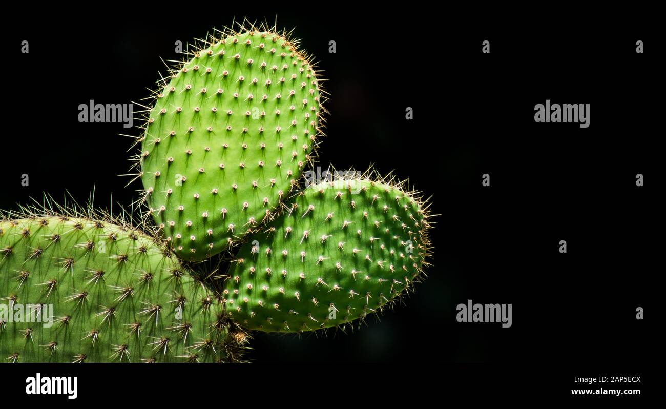 flat and round cactus with black background Stock Photo - Alamy