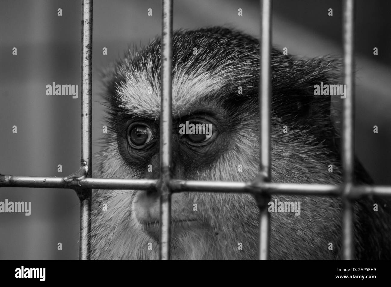 sad monkey behind bars in a cage Stock Photo - Alamy