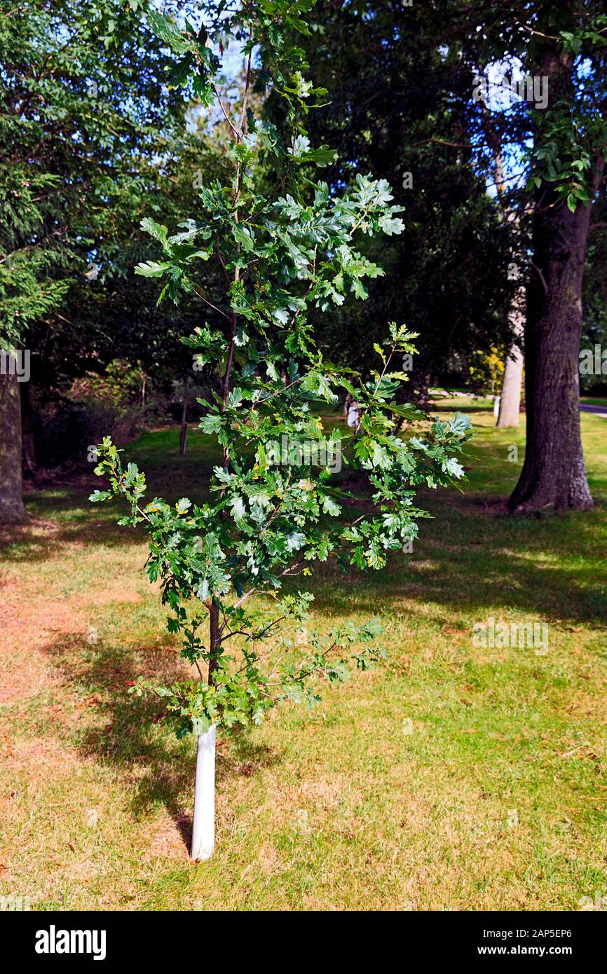 Oak Tree Sapling Stock Photo - Alamy