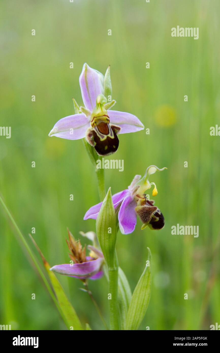 Bee Orchid, Ophrys apifera Stock Photo - Alamy