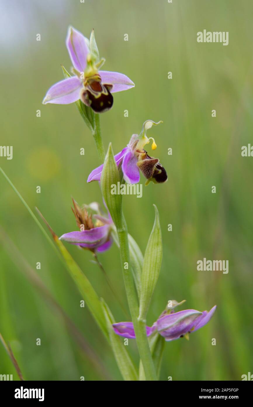 Bee Orchid, Ophrys apifera Stock Photo - Alamy
