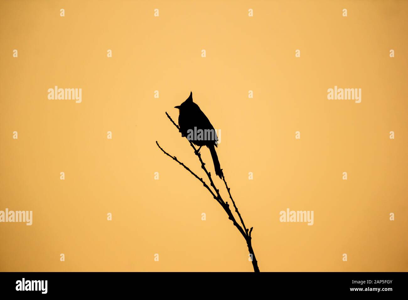 Blue eye shodow hi-res stock photography and images - Alamy