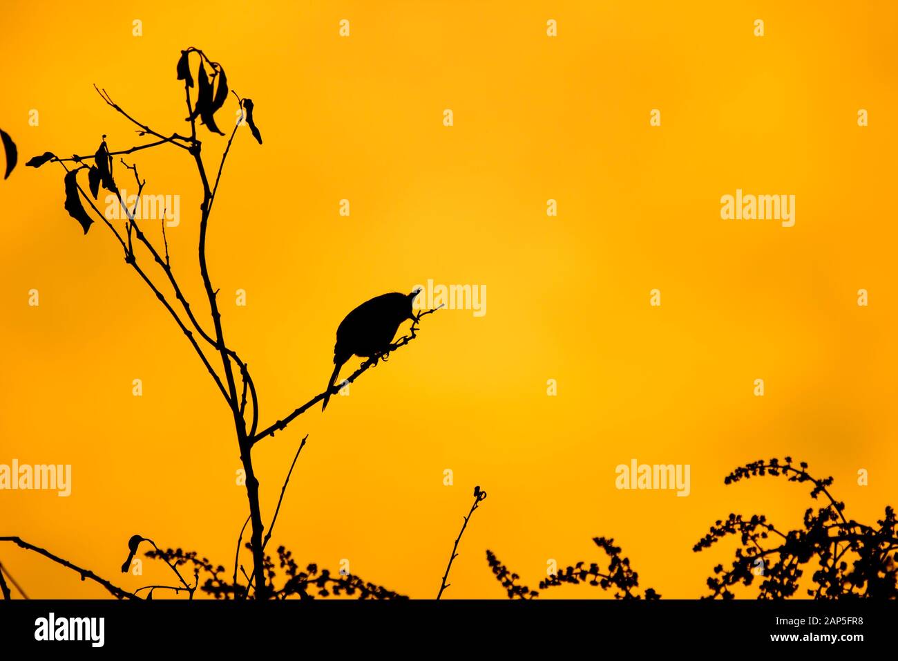 Shodow of bird on tree Stock Photo - Alamy