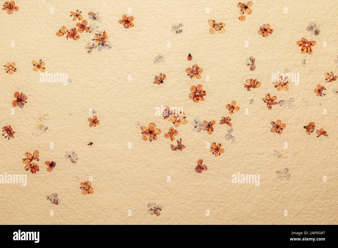 detail paper structure. Paper background whit flowers Stock Photo - Alamy