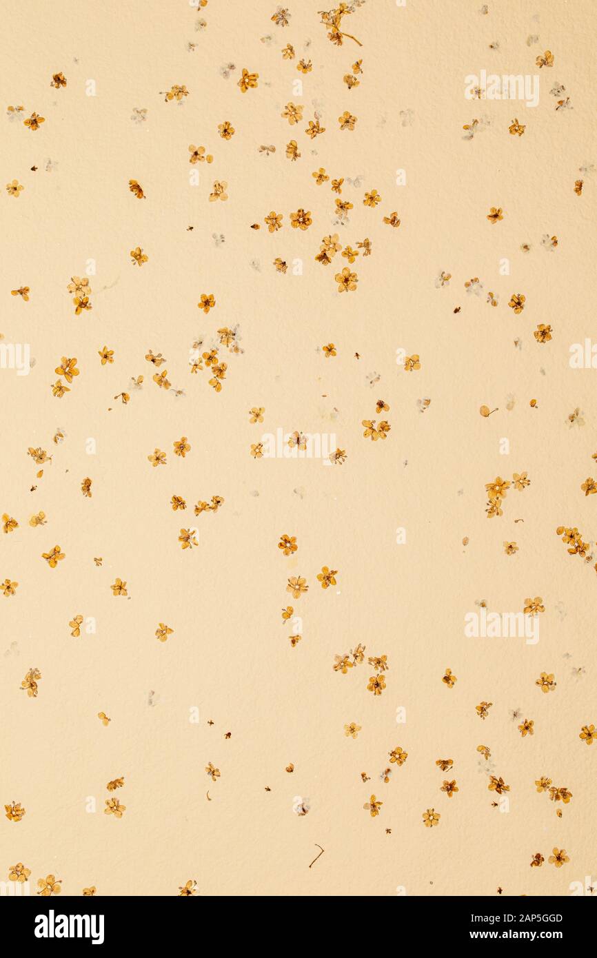 detail paper structure. Paper background whit flowers Stock Photo - Alamy