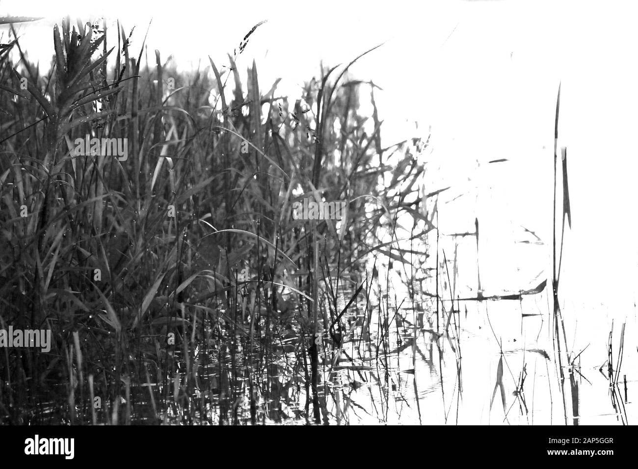 Natural view reed grass Black and White Stock Photos & Images - Alamy