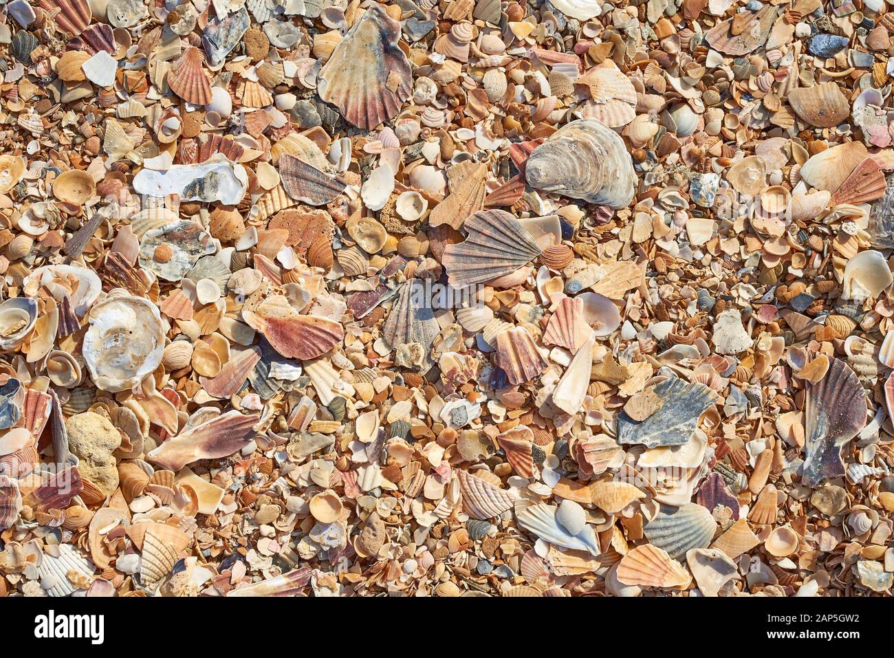 Sea shells on sand as background Stock Photo - Alamy