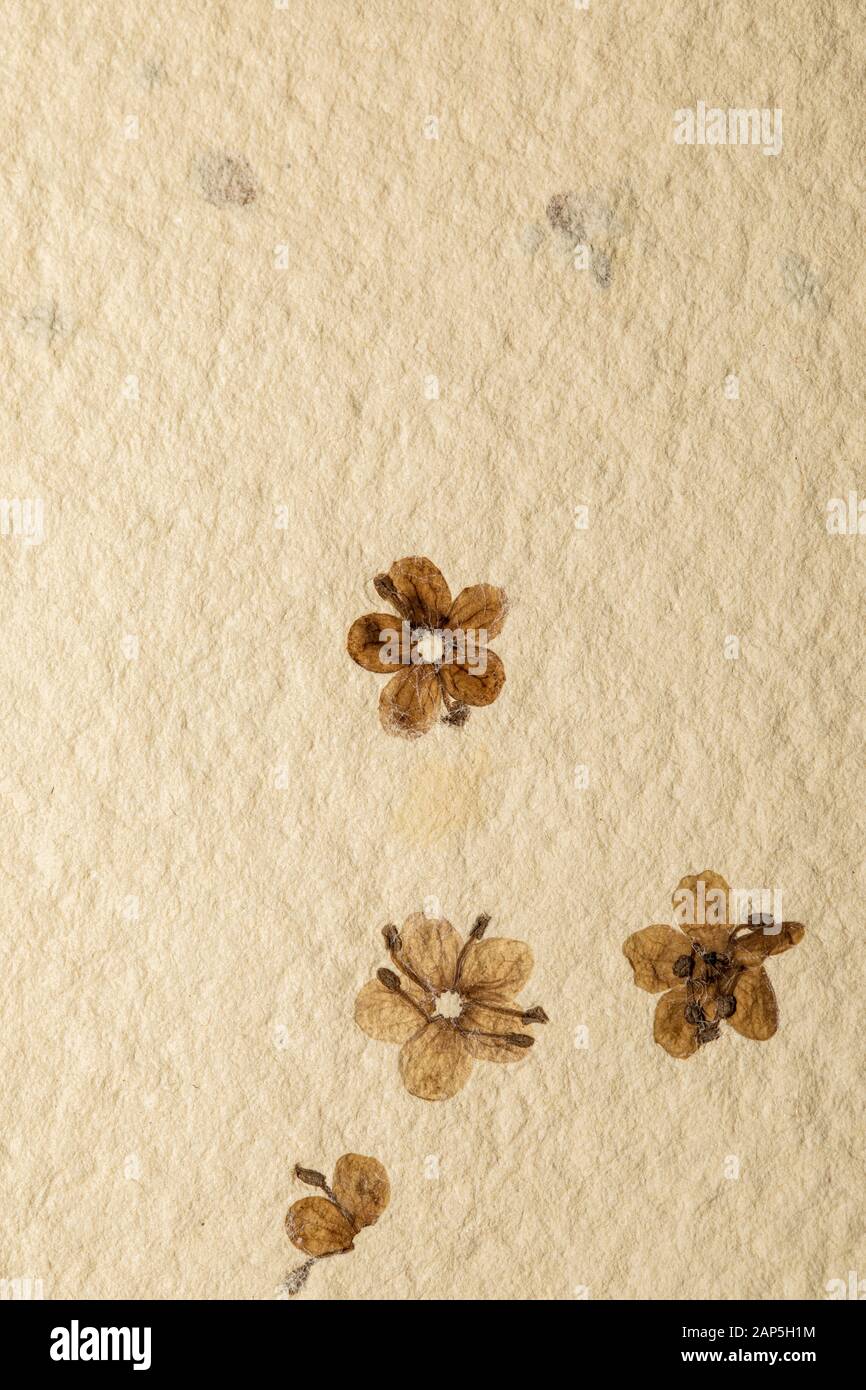 detail paper structure. Paper background whit flowers Stock Photo - Alamy
