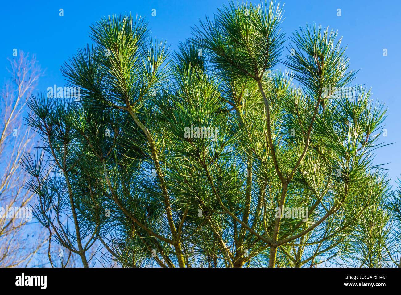 Italian stone pine tree hi-res stock photography and images - Alamy