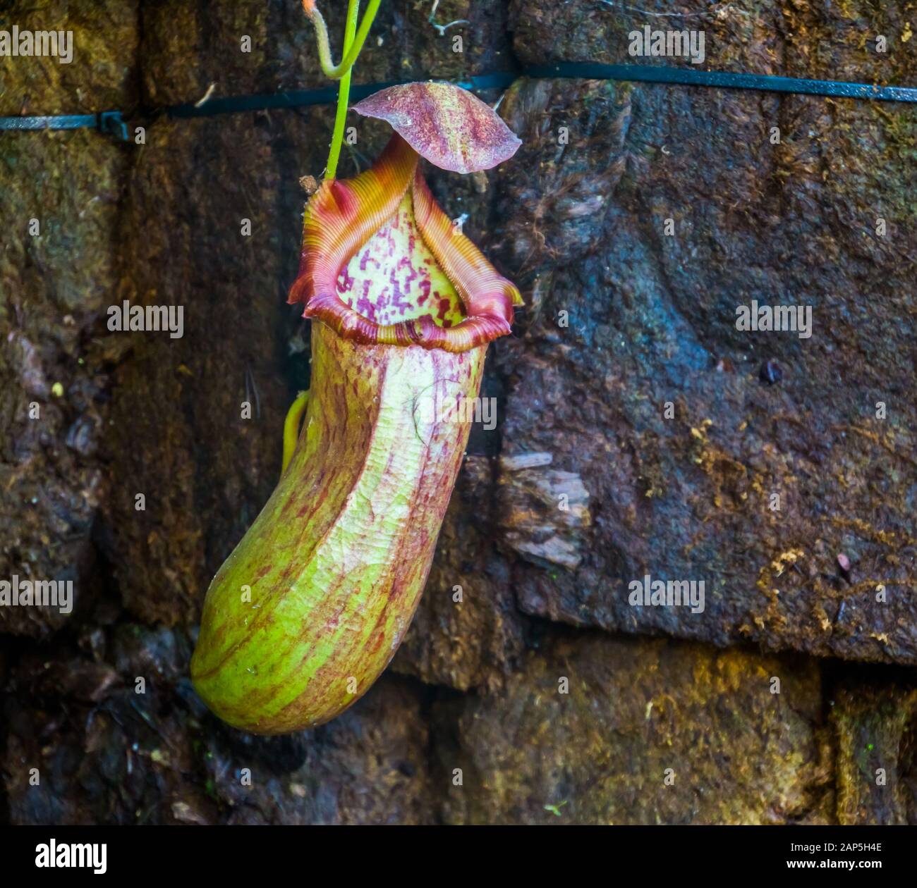 monkey cup of a tropical pitcher plant, nephenthes specie, carnivorous ...