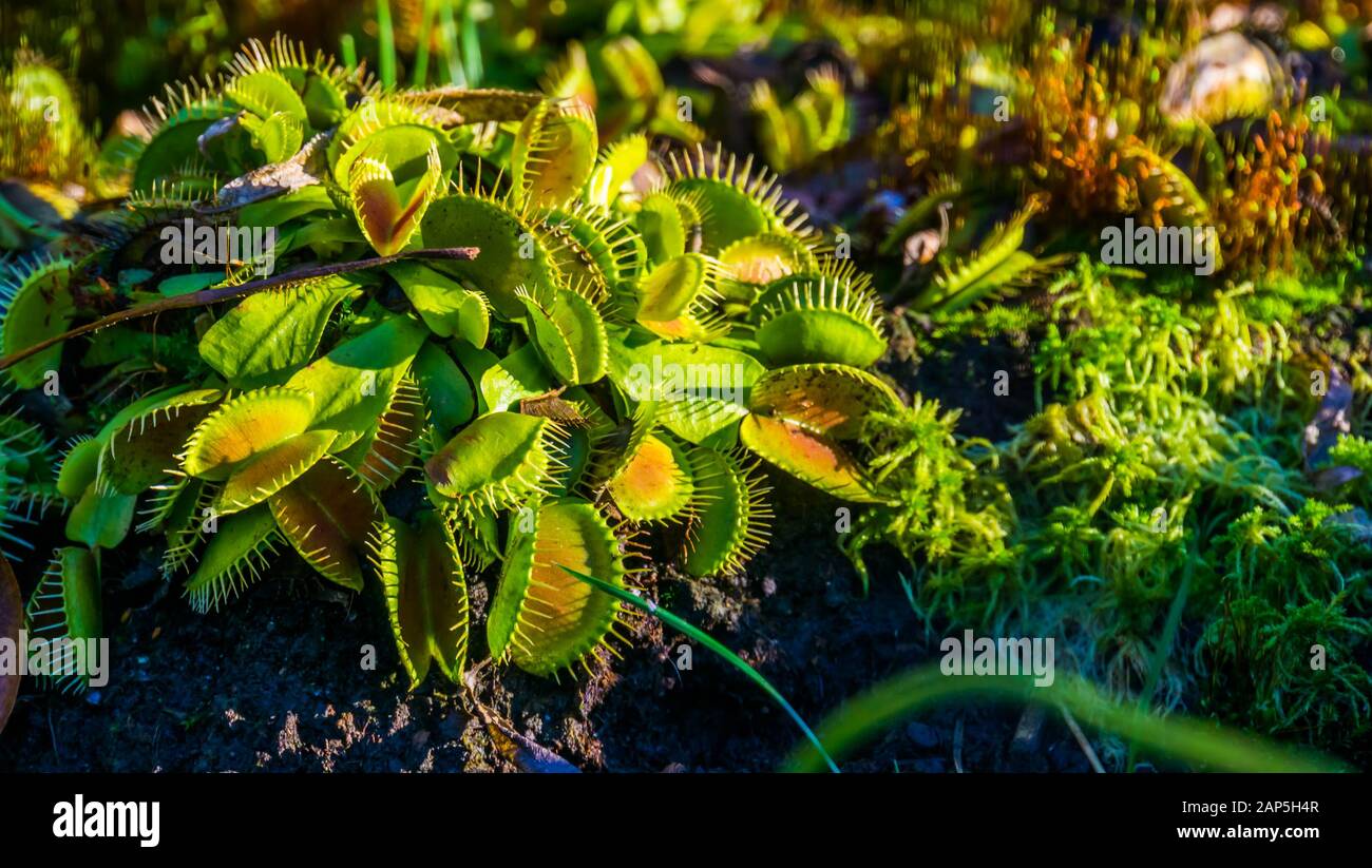 Venus fly traps hi-res stock photography and images - Alamy