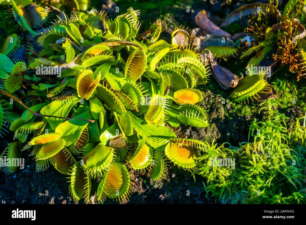 Wacky traps a popular dutch cultivar specie of the venus flytrap, tropical carnivorous plant ...