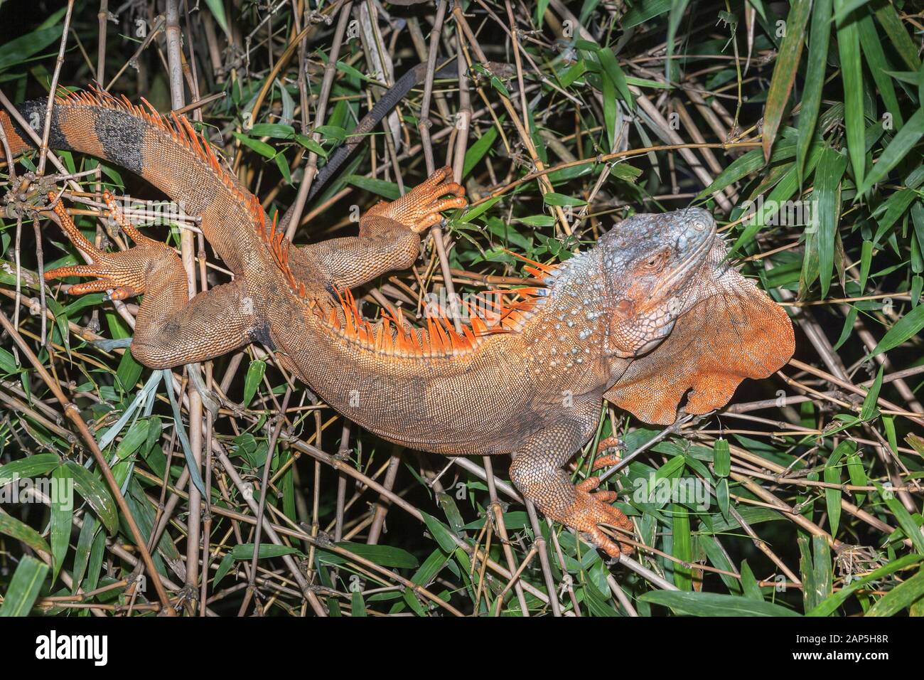 Three iguanas hi-res stock photography and images - Alamy