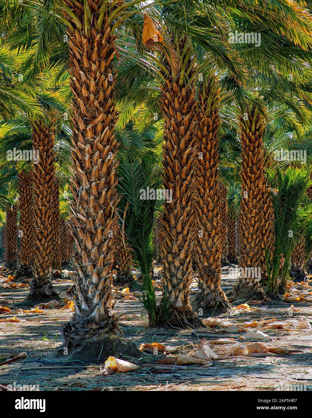 Plantation of palm trees, Washingtonia filifera, Desert fan palm ...