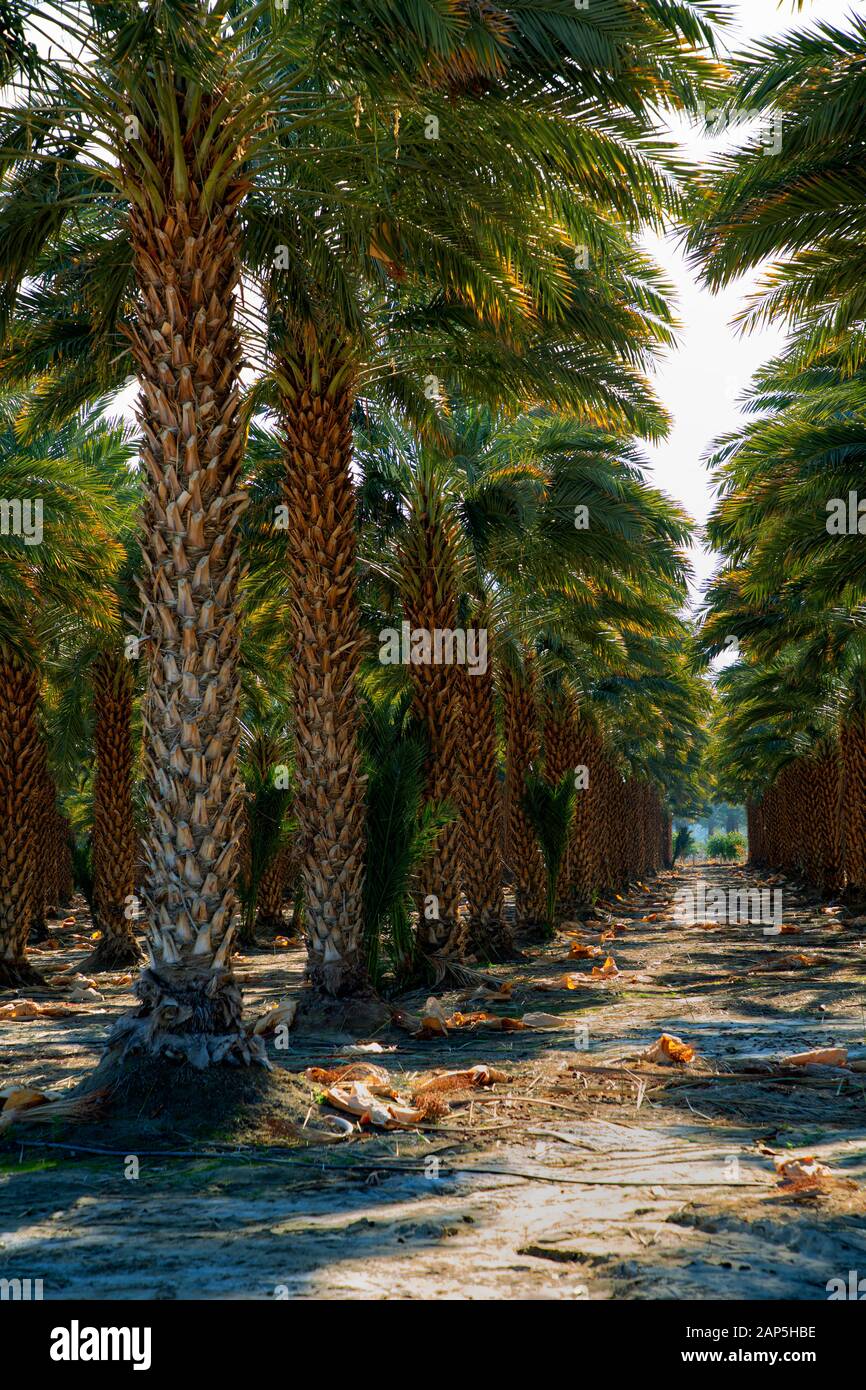 Plantation of palm trees, Washingtonia filifera, Desert fan palm ...