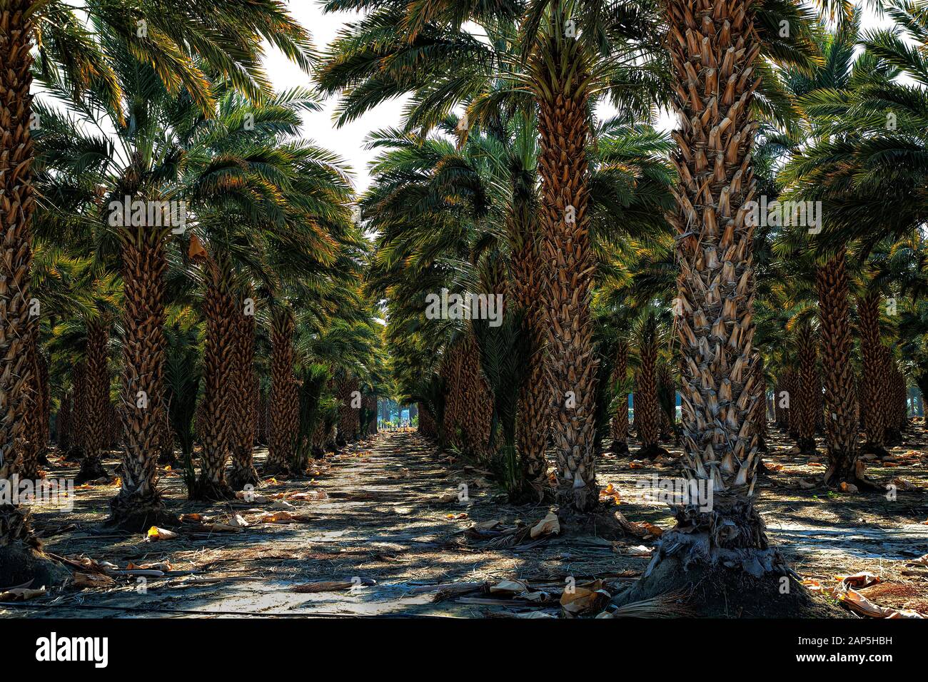 Plantation of palm trees, Washingtonia filifera, Desert fan palm ...