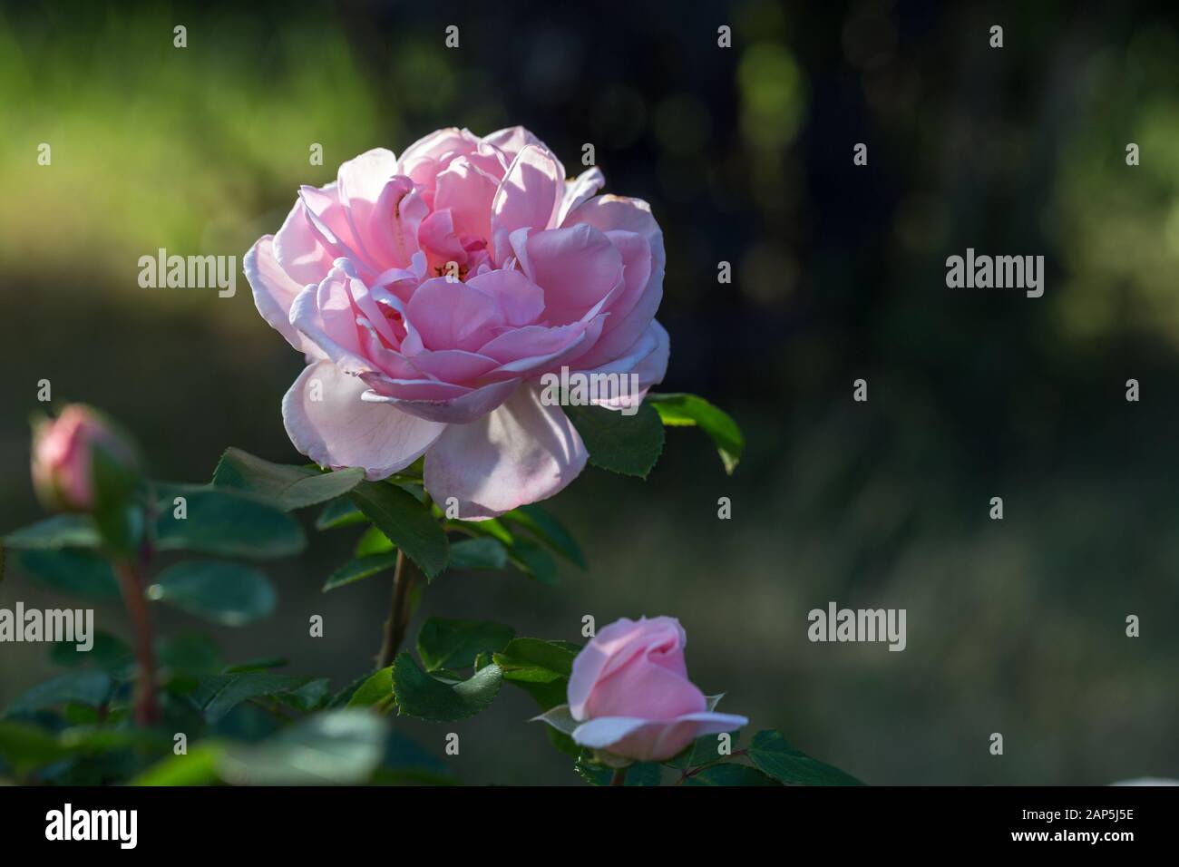 beautiful pink rose, photographed in the garden Stock Photo - Alamy