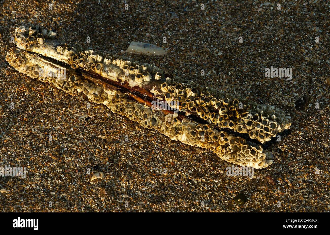 The remains of a Pod razor Shell heavily encrusted in Acorn Barnacles ...