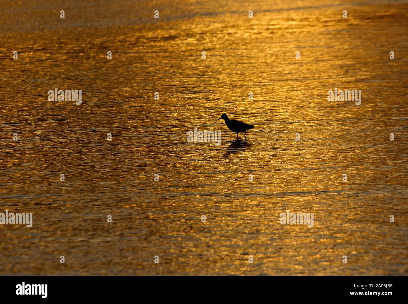 The silhouette of a Redshank at dusk as it quickly gets a last meal ...