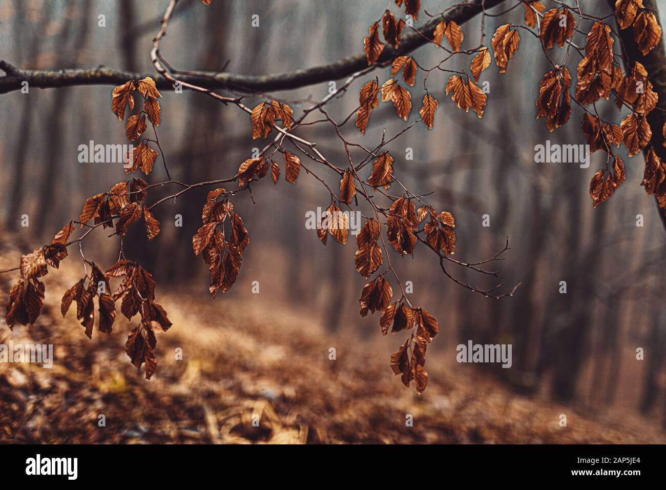 scenery of late autumn oak tree forest landscape Stock Photo - Alamy