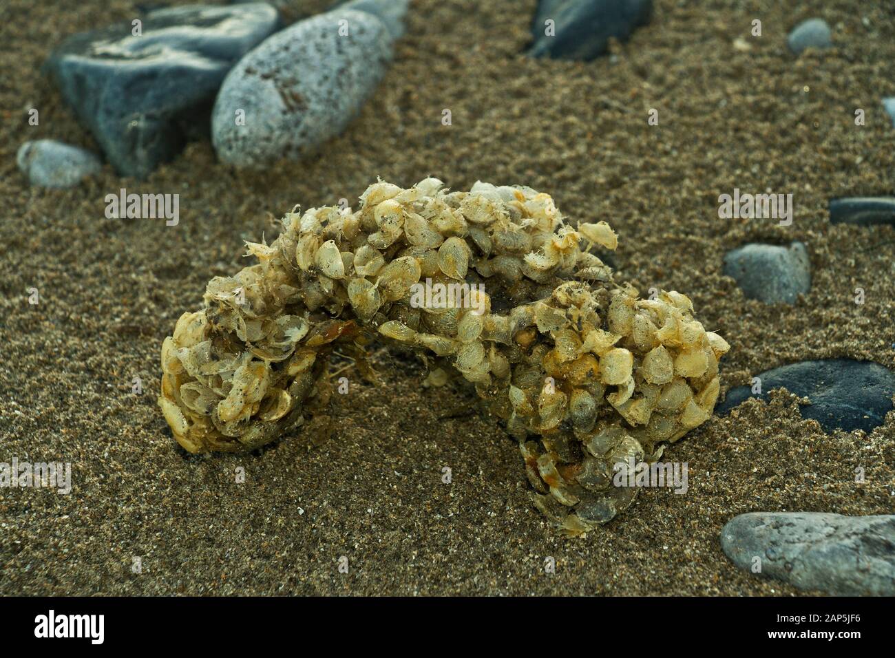 Whelk egg case hi-res stock photography and images - Alamy