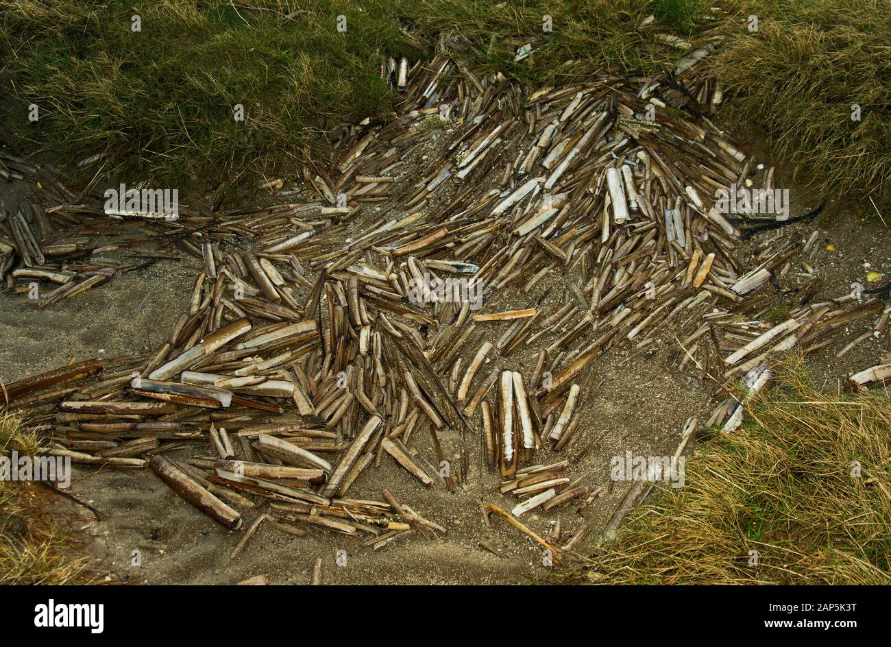 Large numbers of Pod Razor Shells are washed up after winter storms ...