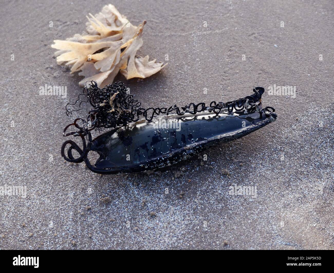 The empty egg case of the Nursehouh or 'Bull Huss', a small shark shark ...