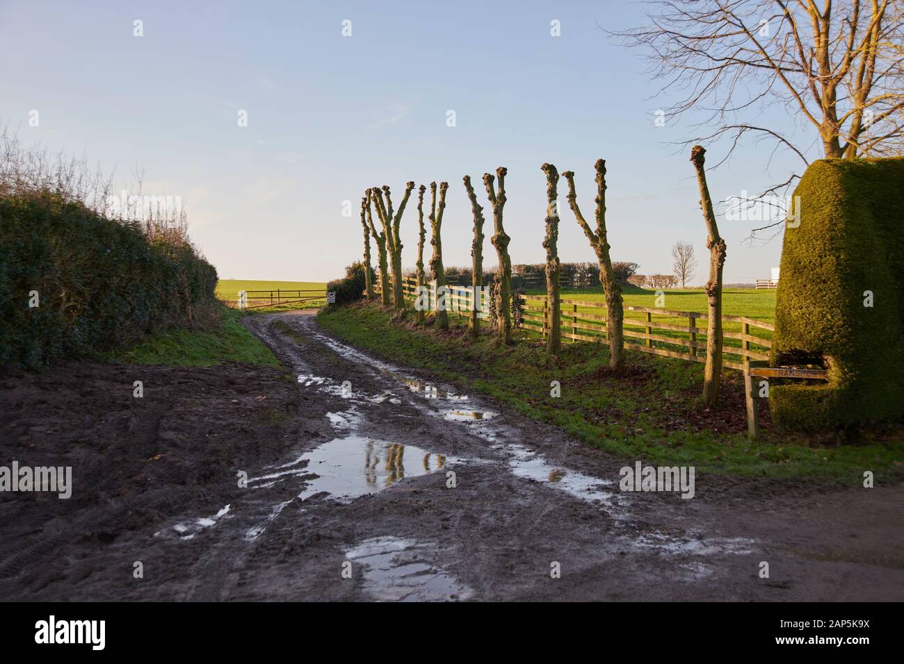 A line of pollarded trees after pruning against the blue sky. East ...