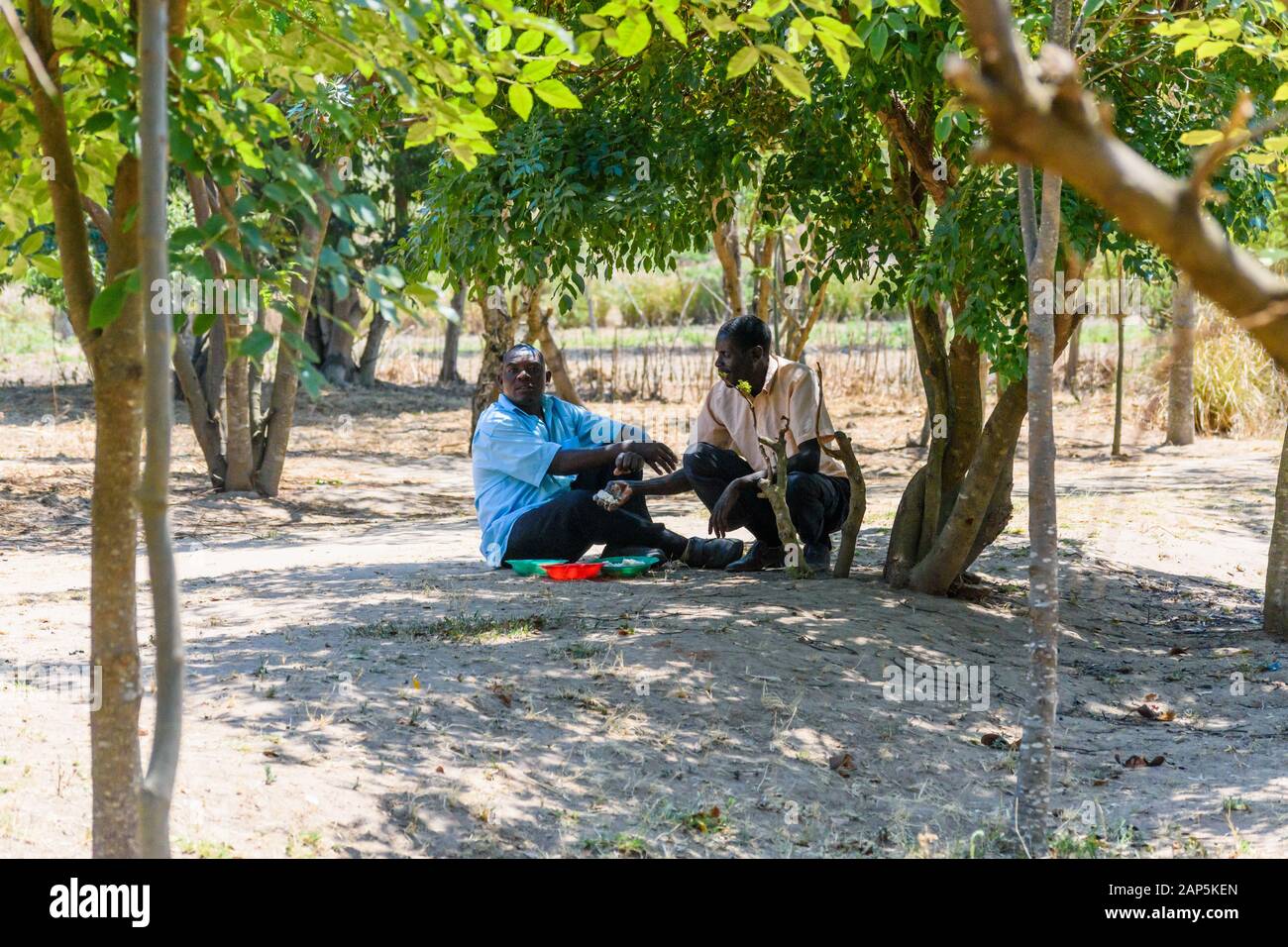Sitting Under Shade Tree 10 Ornamental Trees That Are Safe To Plant