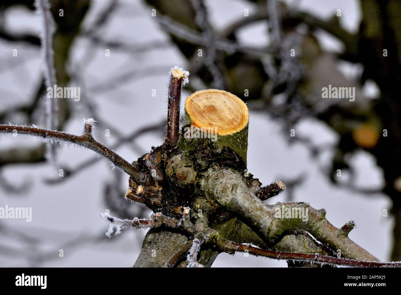 Winter prune apple tree january hi-res stock photography and images - Alamy
