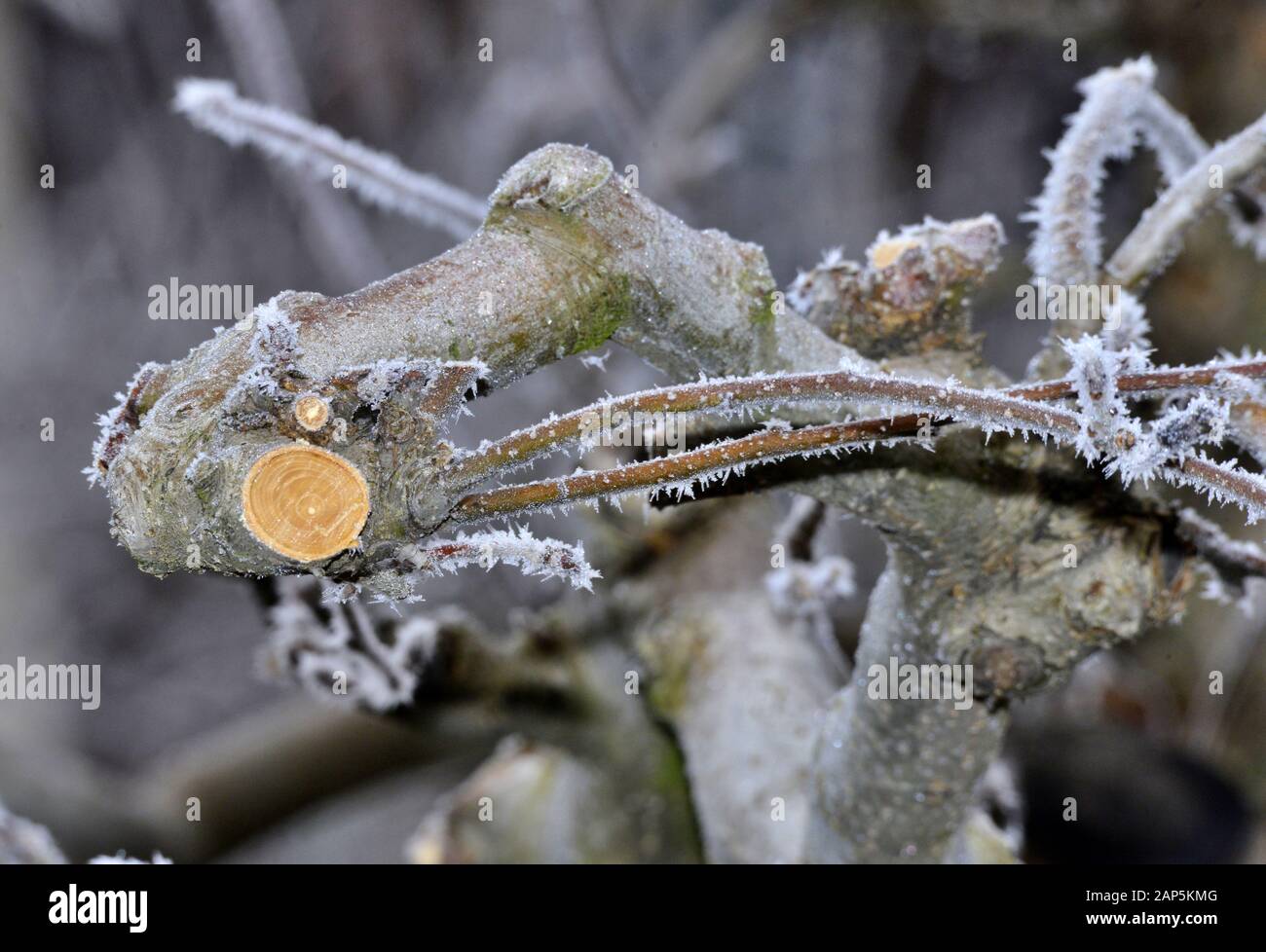 frost on a pruned fresh pruned apple tree in january image Stock Photo ...