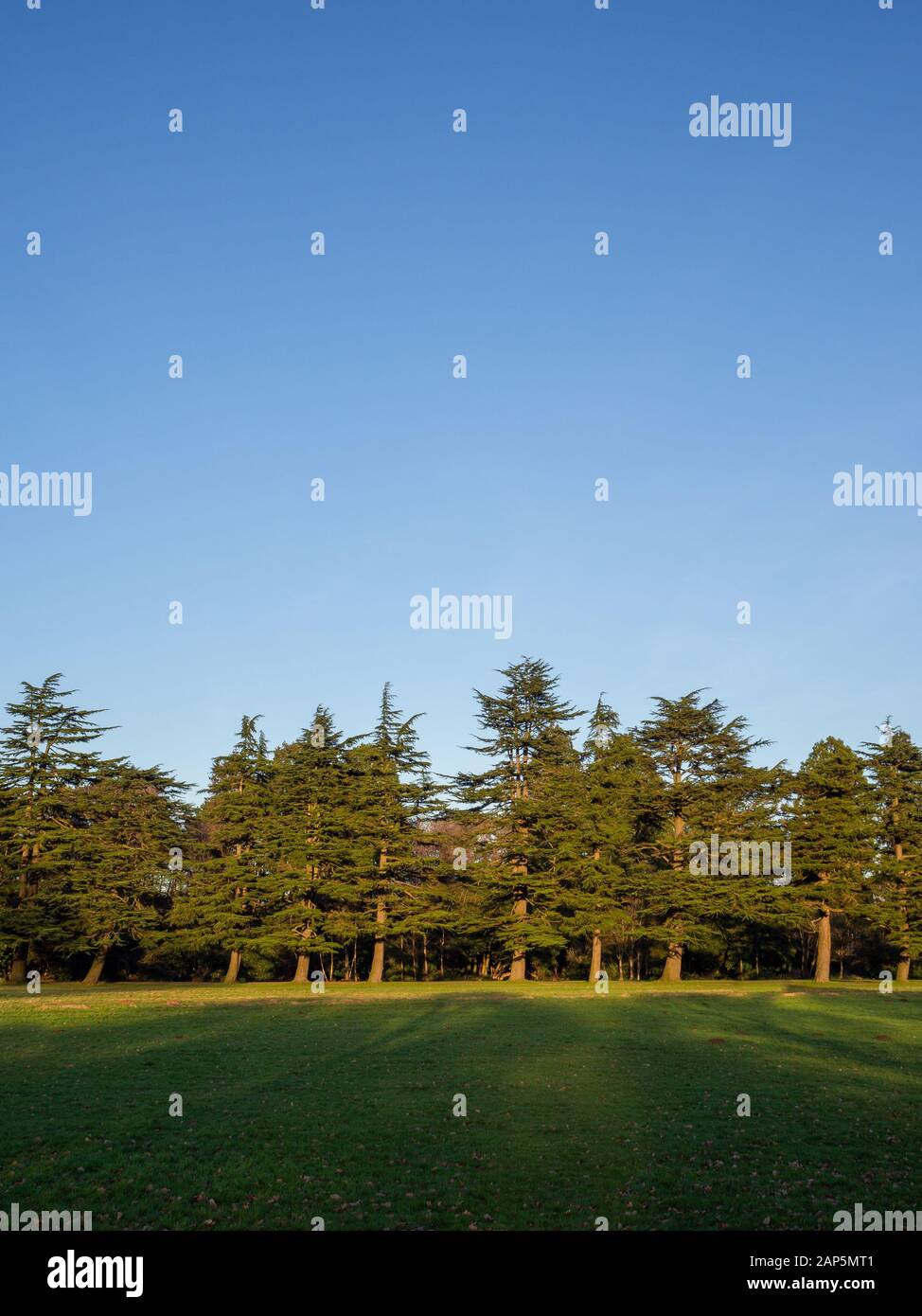 Meadow line trees blue hi-res stock photography and images - Alamy