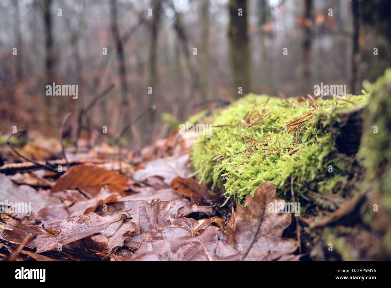 Close-up of green moss on an old rotting tree trunk lying on the forest ...