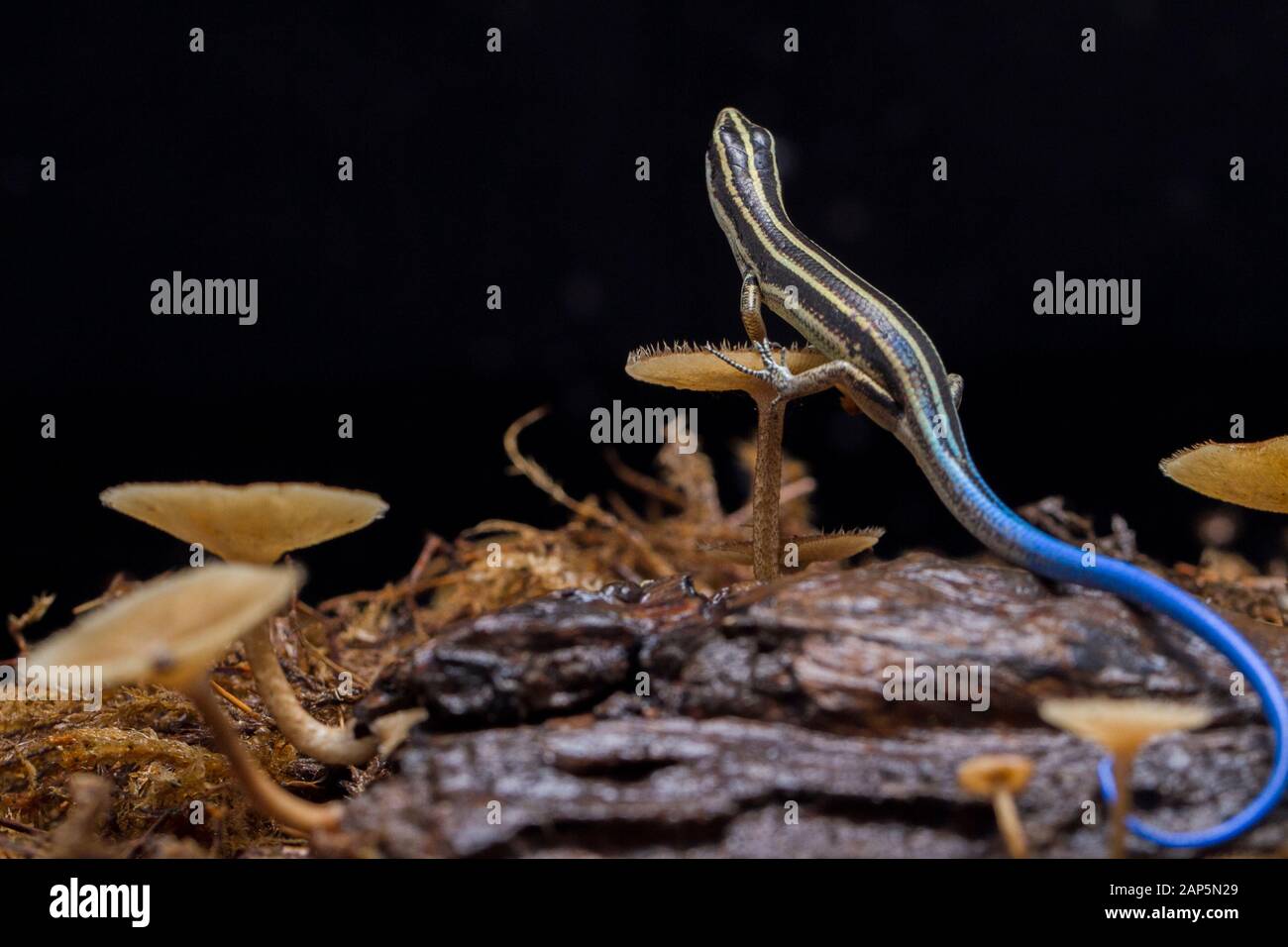 Emoia caeruleocauda, (Blue tailed skink) commonly known as the Pacific ...