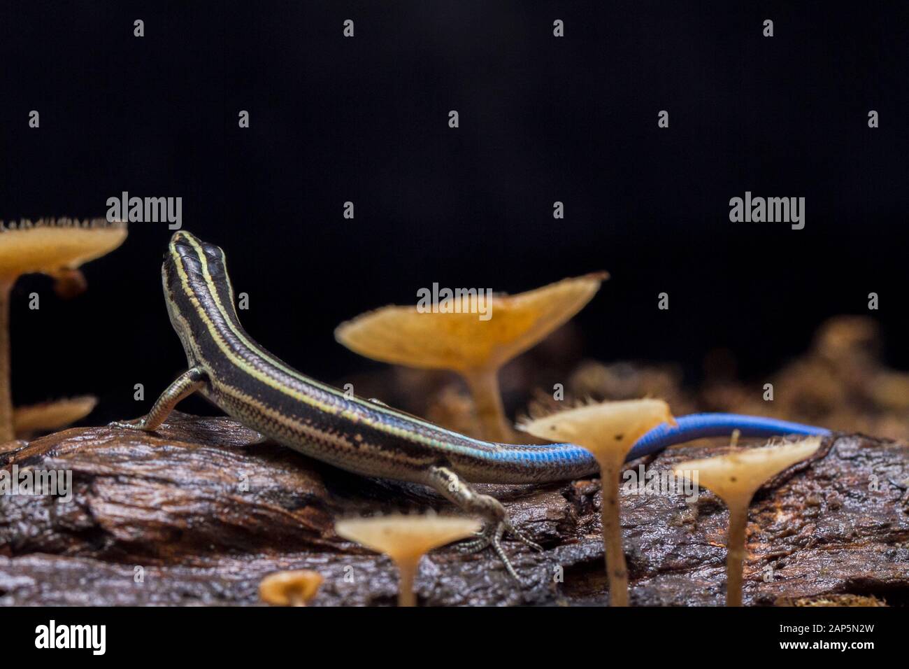 Emoia caeruleocauda, (Blue tailed skink) commonly known as the Pacific ...