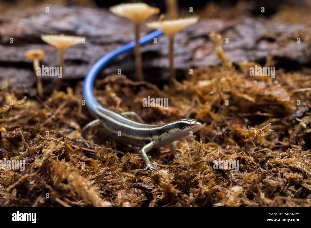 Emoia caeruleocauda, (Blue tailed skink) commonly known as the Pacific ...